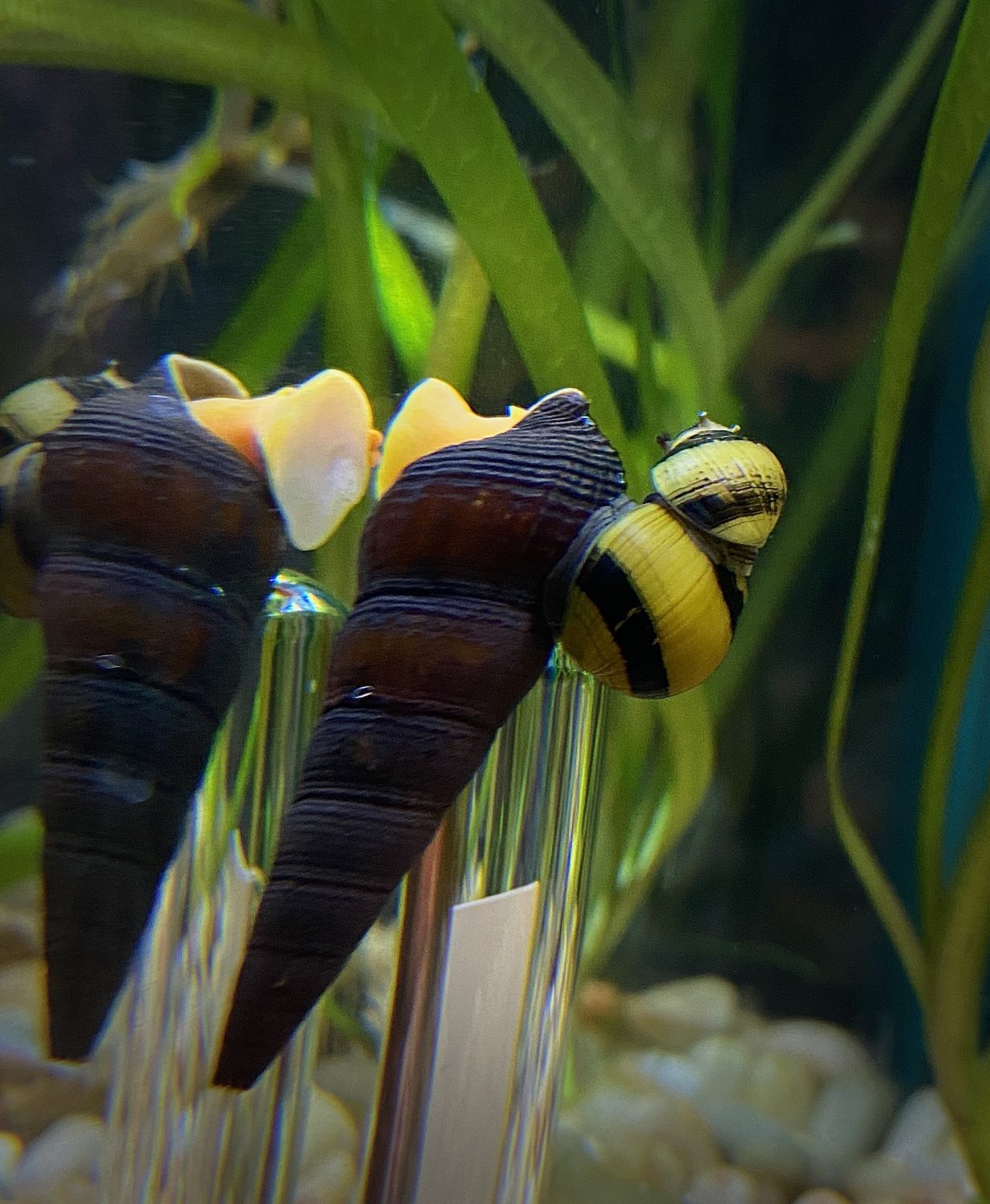 Rabbit Snail or Elephant Snail? - Fullmoonfiberart.com