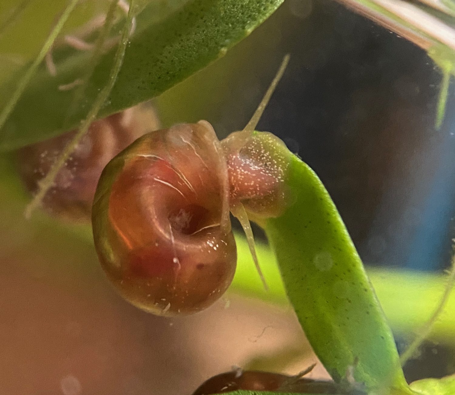 Baby Aquarium Snail