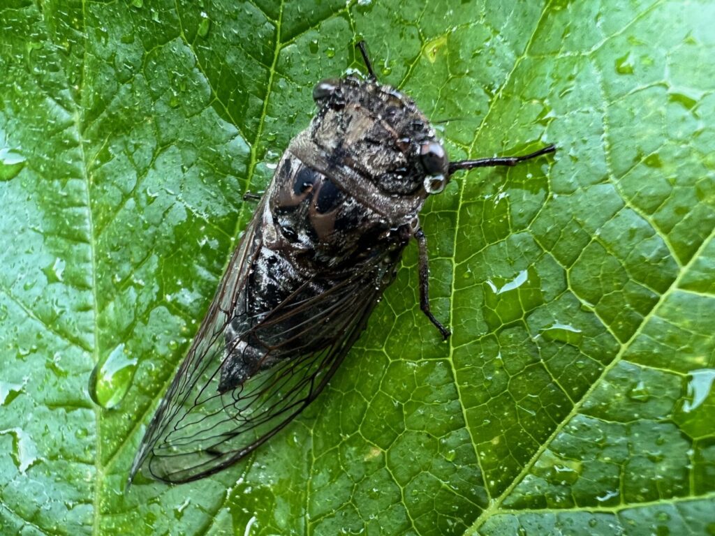 The Cicada, The Squash Bugs and Hollow Myths - Fullmoonfiberart.com