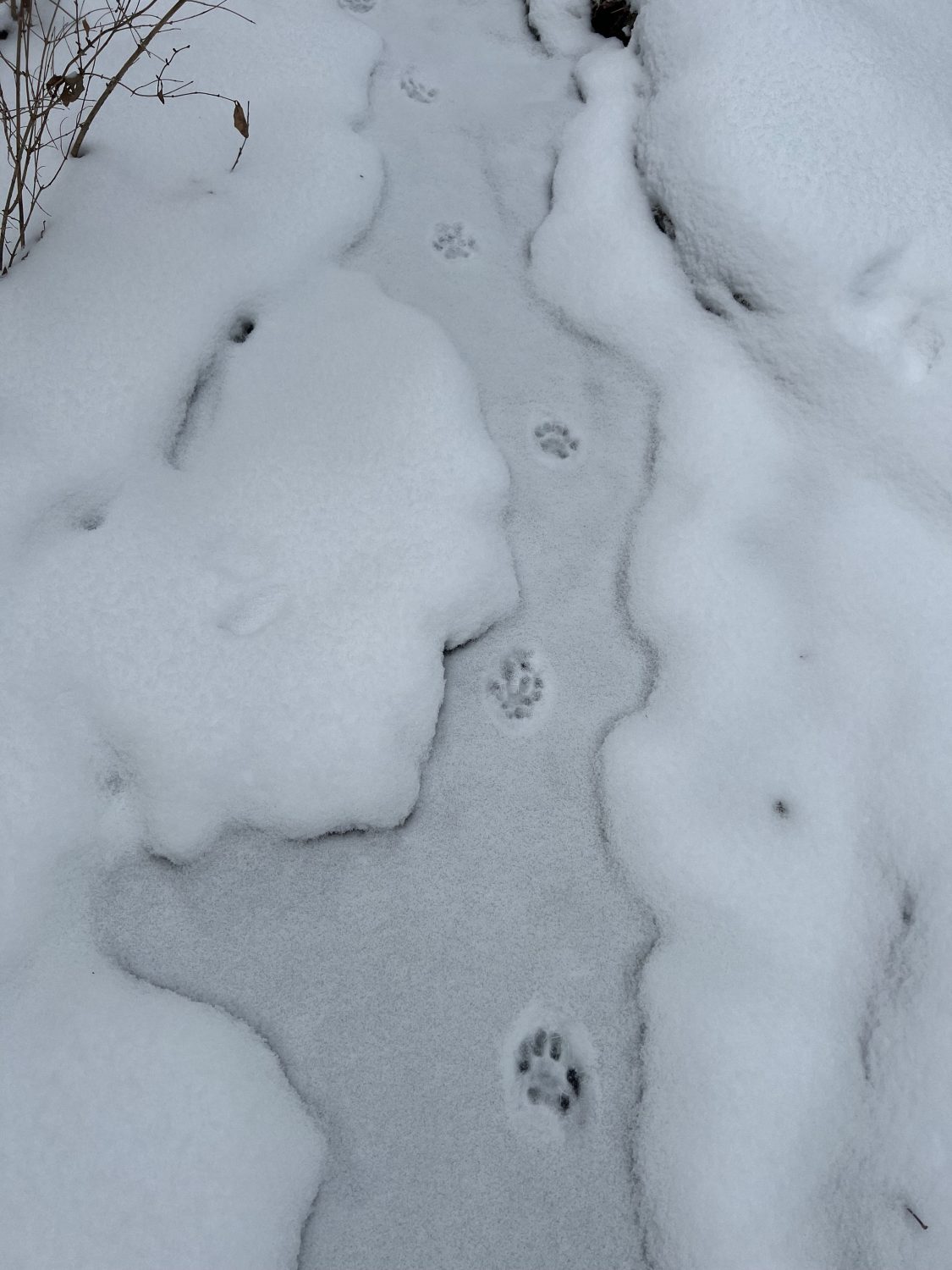 Otter Tracks On The Frozen Stream - Fullmoonfiberart.com