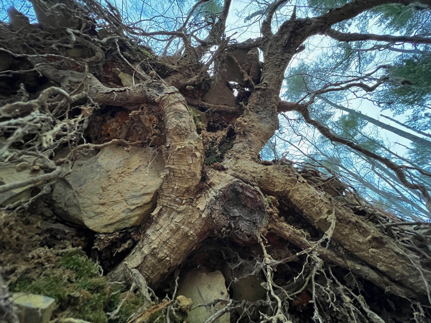 Notes From The Woods, The Pigs Jaw Bone - Fullmoonfiberart.com