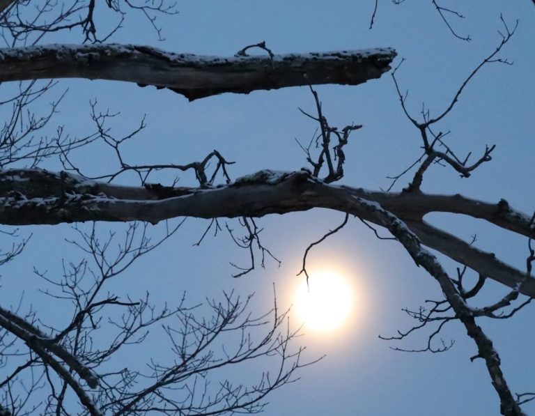 Full Wolf Moon - Fullmoonfiberart.com