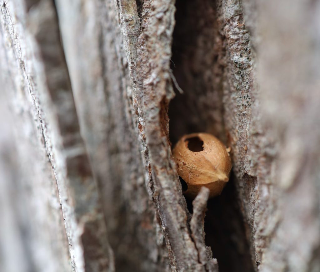 Tiny Treasures In The January Woods - Fullmoonfiberart.com