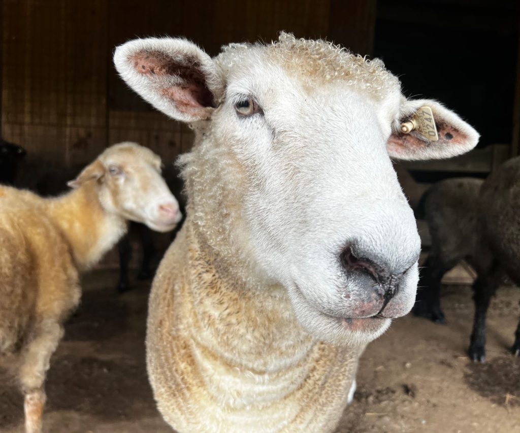 Portraits Of My Sheep - Fullmoonfiberart.com